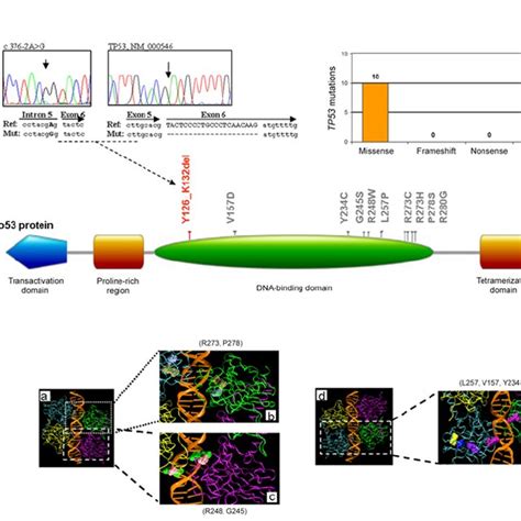 Molecular Profile Of The Tp53 Mutations In A Distribution Of The Tp53