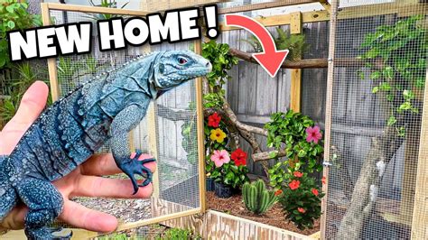 Blue Iguanas Move To Their New Home So Rare Youtube
