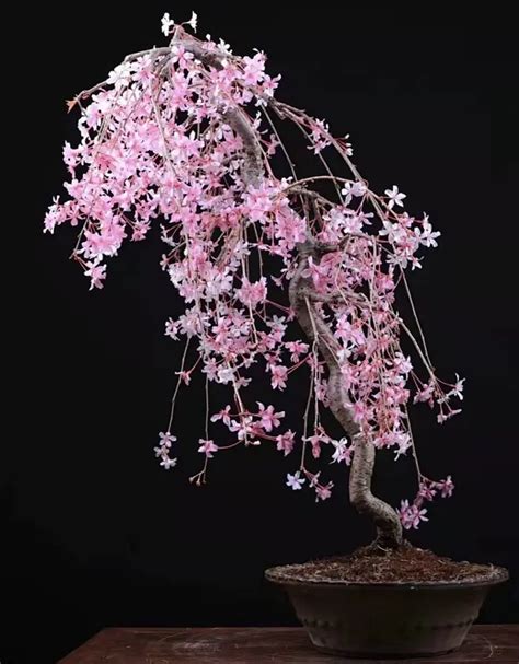 富士垂枝樱樱花树苗正宗日本富士樱豆樱枝垂樱庭院盆景盆栽素材 淘宝网图片花 美食图片素材 花瓣网