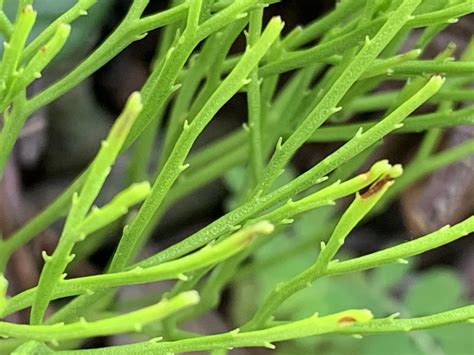 Whisk Fern Psilotum Nudum