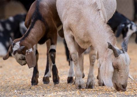 Feeding Goats Everything You Need To Know About Goat Food