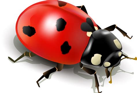 Egg Clipart Ladybug Picture 987271 Egg Clipart Ladybug
