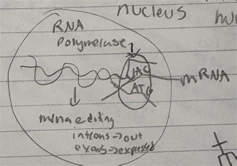 Biology Spring Final Review Flashcards Quizlet