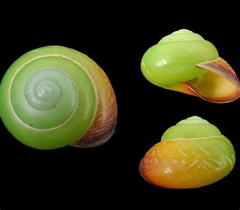 Pin By Denise Haynes On Snail Project Sea Shells Shell Game Snail