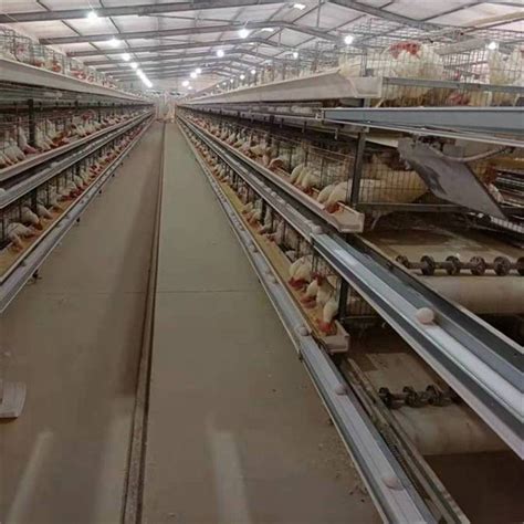 自动化养鸭设备 阶梯式养殖笼 提高生产效率 免费黄页网