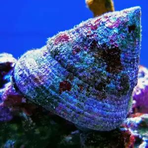 Trochus Snail Xl Heldereef Aquatics