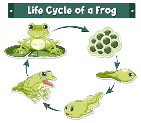 Frog Gallbladder Diagram Frog Digestive System Vectors Download Free