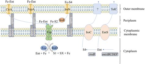 Of Synthesis Export Import And Utilisation Of Enterobactin And