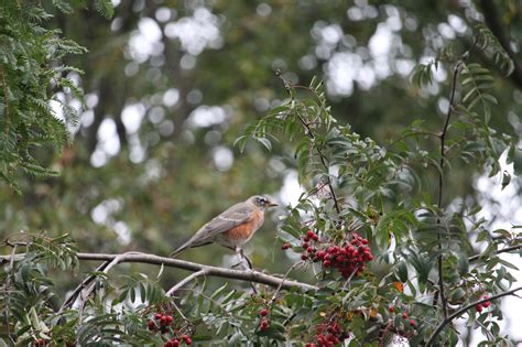 Migration 2023 American Robins