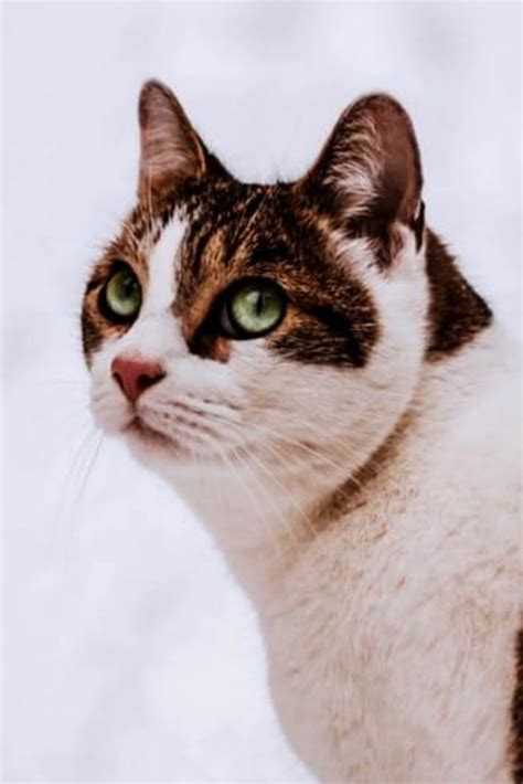 Beautiful Japanese Cat