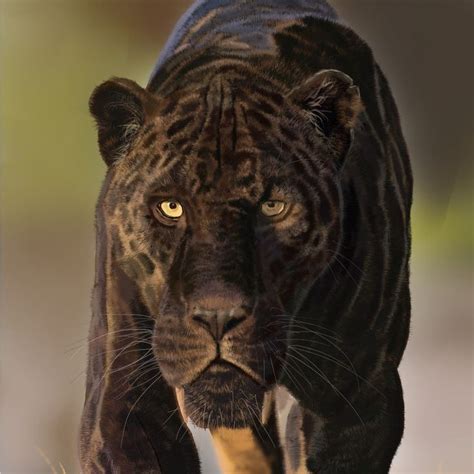 35 Ideas De Massimo Molinero Para Guardar Hoy Animales Prehistóricos