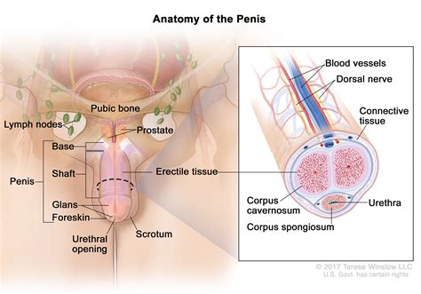 Ithy Understanding The Cavernized Penis Anatomy Function And