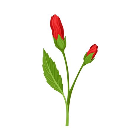 Premium Vector Red Unbudded Hibiscus Flower Tropical Flower Stem