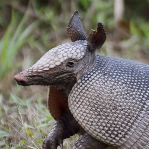 Nine Banded Armadillo Rainforest Alliance