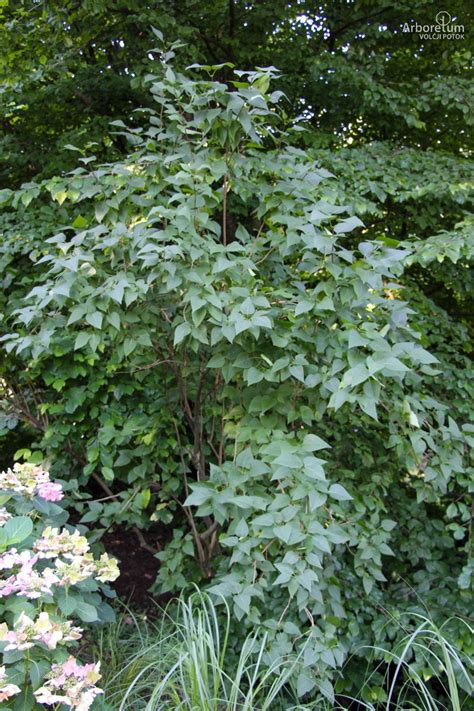 Španski Bezeg Madame Lemoine Arboretum