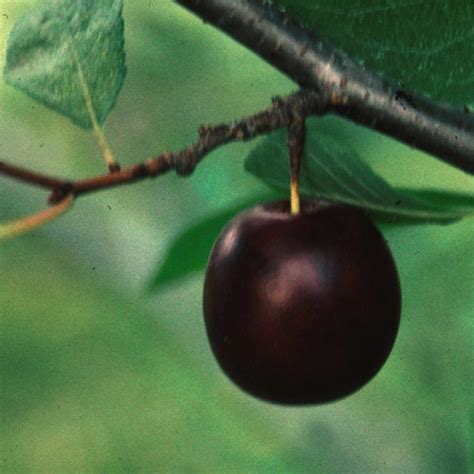 Compass From Nvk Nurseries