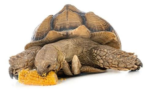 African Spurred Sulcata Tortoise Breed Info Pictures Facts Diet