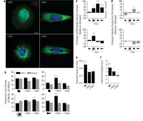 Figure 3 From Smrt Analysis Of Mtoc And Nuclear Positioning Reveals The