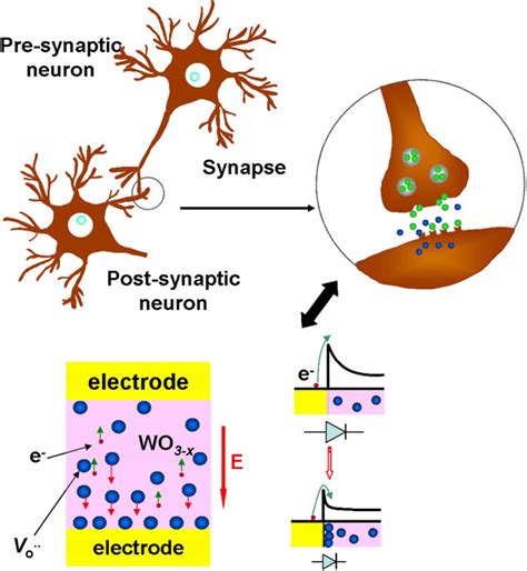 Schematic Illustration Of A Biological Synapse And Of The Concept Of