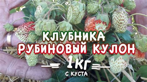 Клубника Рубиновый кулон - 1 кг. с куста !!! Ароматная клубника - YouTube