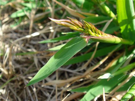 Anthoxanthum Odoratum L