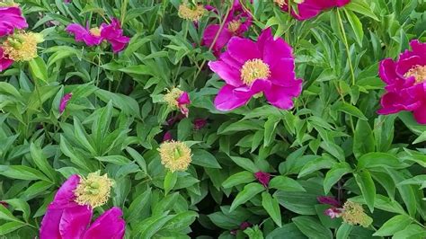 작약 진분홍꽃 연분홍꽃 늦봄꽃 용산가족공원 230523 Youtube