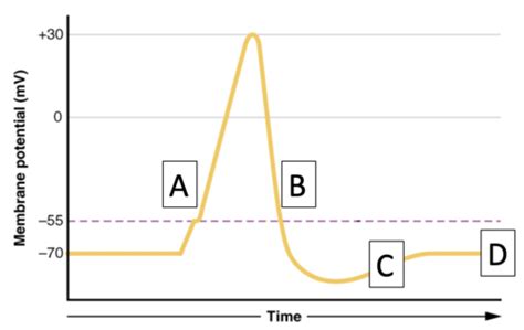 Describe The Phases Of Action Potential Flashcards Quizlet