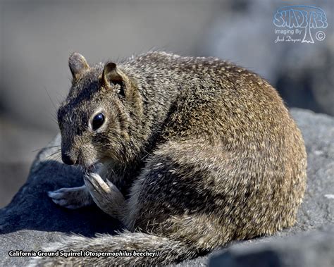 California Ground Squirrel