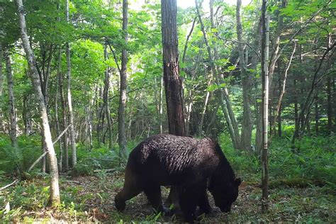 日 소 66마리 습격한 야생 불곰 ‘oso18 4년 만에 포획