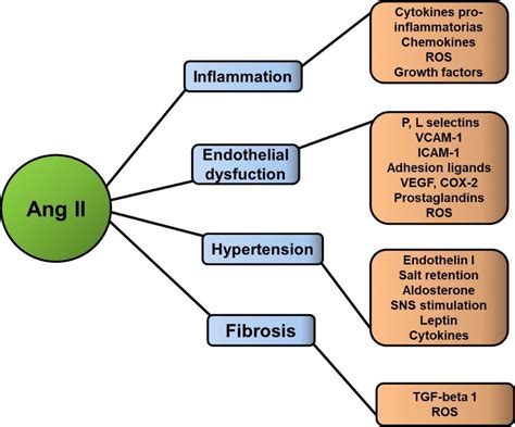 Effects Of Angiotensin Ii Angiotensin Ii Ang Ii Has Various Effects