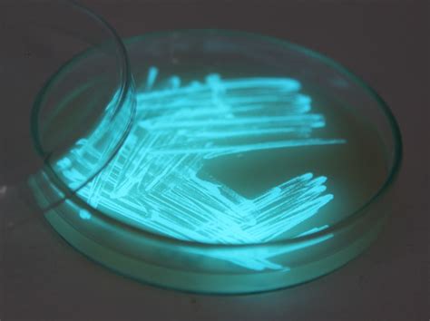 Tamas Sohajda On Linkedin Cyclodextrin