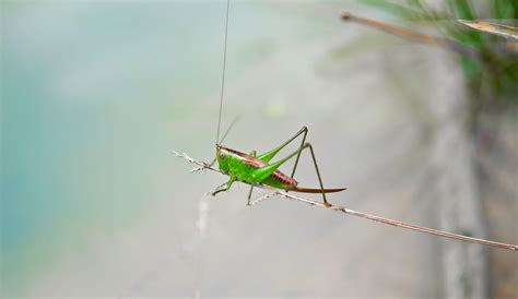 Grasshopper Wallpapers Wallpaper Cave