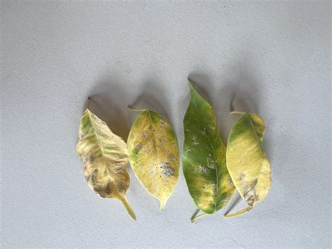 Ficus Benjamina Leaf Disease Ficus Benjamina Leaf Disease