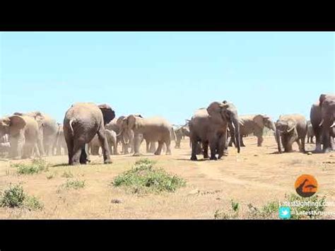 Sex Elephants YouTube