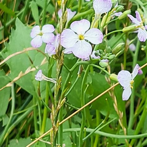 Photo Garden Radish Raphanus Sativus