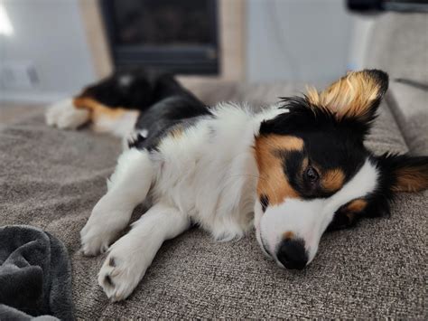 Bucko The Corgo Album On Imgur