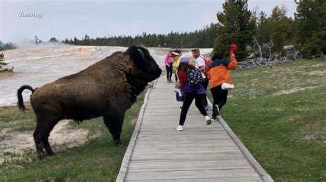 Video New Warnings For Tourists About Wildlife At Yellowstone National