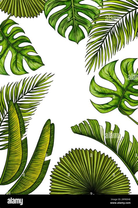 Rectangular A4 Template For Text With Tropical Palm Leaves Frame Or