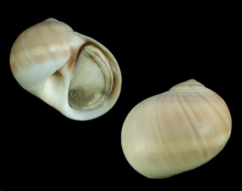 Natica Vitellus From Terengganu Malaysia Large Malacology
