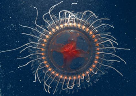 美国加州蒙特利湾发现新型深海环冠水母物种atolla Reynoldsi 神秘的地球 科学自然地理探索