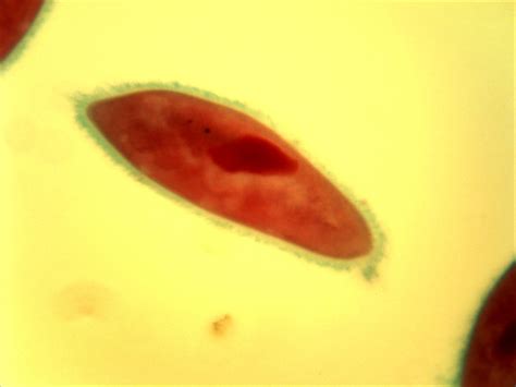 Microscopy