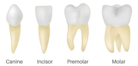 Premolar Teeth Diagram