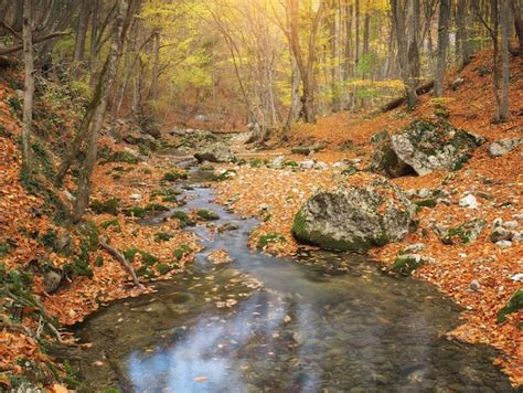 Premium Photo Autmn Rill Flow