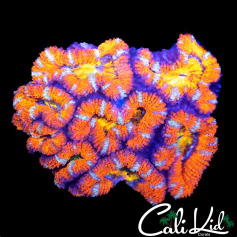 Rainbow Eye Acan Mini Colony