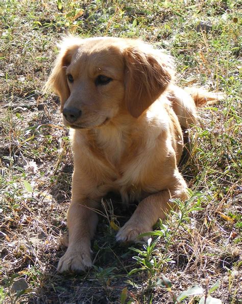 This Is A Miniature Golden Retriever Aww