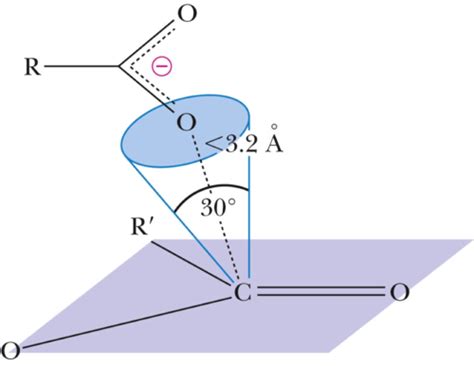 Lecture 18 Mechanisms Of Enzyme Action Flashcards Quizlet