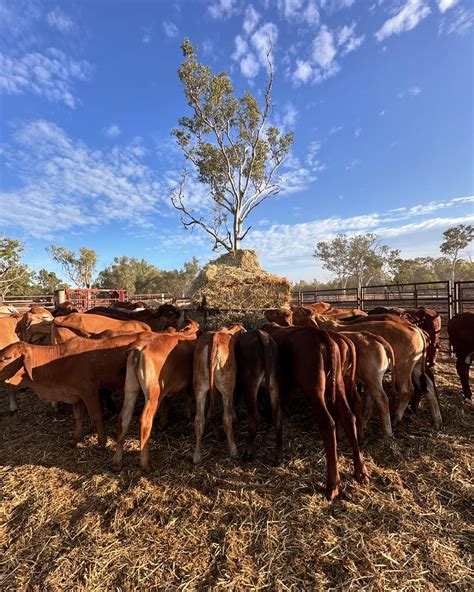 Ruby Needham Rubyneedham • Instagram Photos And Videos