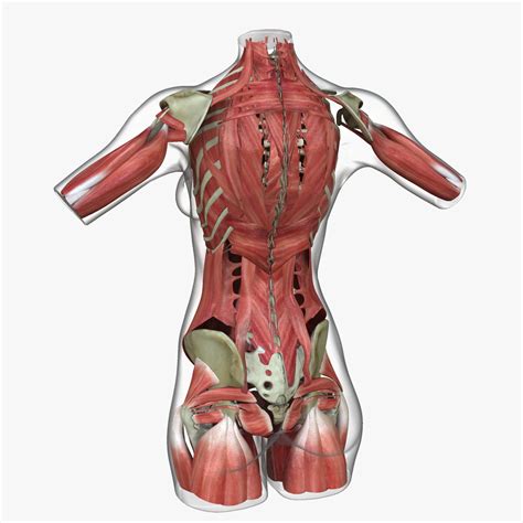 筋肉の解剖学女性の胴 3dモデル 249 Fbx Obj Ma Free3d