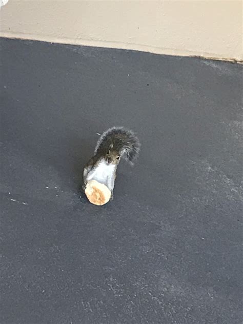 Biscuit Squirrel Album On Imgur