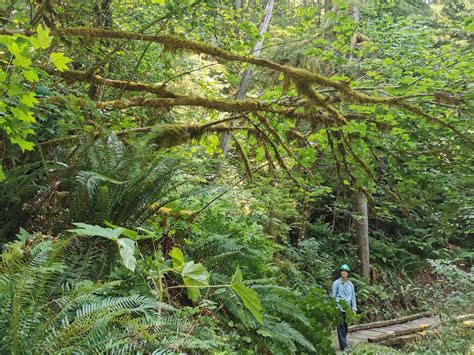 Baker Lake Maple Grove — Washington Trails Association